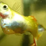 How To Treat Guppy Fin Rot
