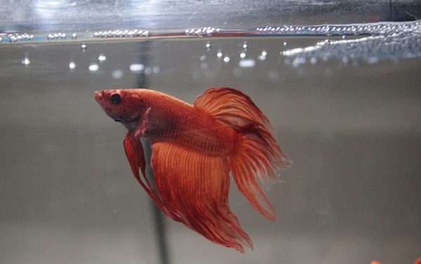 How Do I Feed My Frozen Bloodworms to my Betta Fish? | HelpUsFish