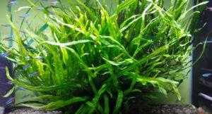 Best Plants for Betta Fish (Top 10 With Pictures)