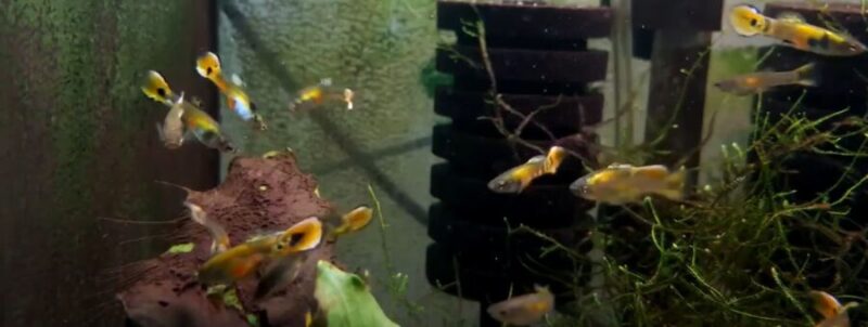 List of Algae Eaters for Cold Water Aquariums {Top 8 Best}