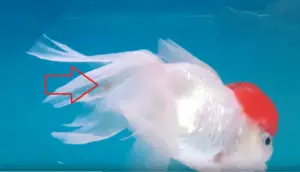 How to Treat Fish Lice in Goldfish {Beat Treatment Here}
