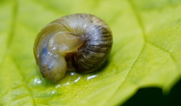 Why Is My Mystery Snail Floating? {3 Major Reasons Explained}