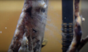 How To Get Rid of White Fungus In Fish Tank? {Best Way}