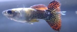 How to Euthanize Guppy Fish The Most Humane Way {Never Do These 6 Things}