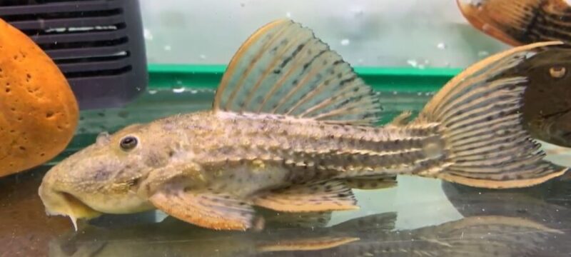 How Fast Do Plecos Grow? {Will You Need A Larger Tank?}