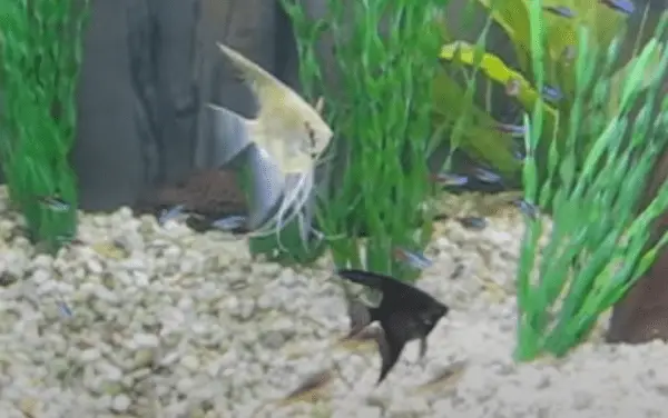Can Angelfish Live With Neon Tetras?