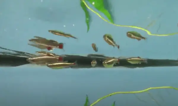 What To Feed White Cloud Minnow Fry