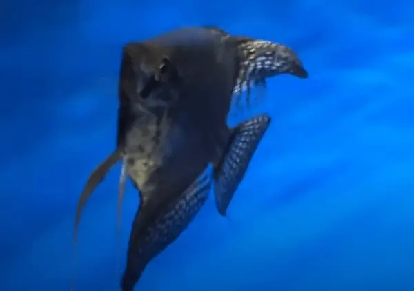 Will Angelfish Ventral Fins Grow Back? {Prevention Tips Explained}