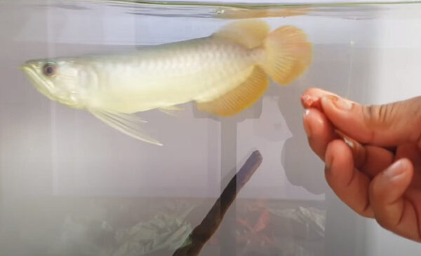 What Do Arowana Fish Eat? {Full Guide}