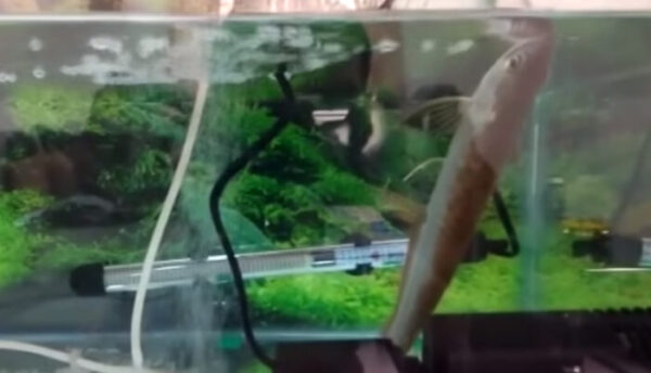 Why Is My Arowana Fish Swimming Upside Down?