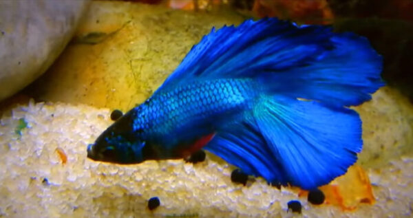 My Betta Fish Died and Came Back To Life! {6 Symptoms Explained}