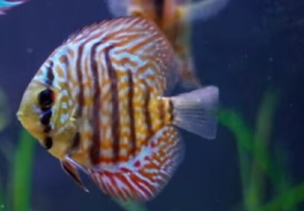 21 Angelfish Tank Mates : Ultimate List (With Pictures)