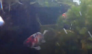 What Do Goldfish Eat? Complete Guide To Feeding Goldfish