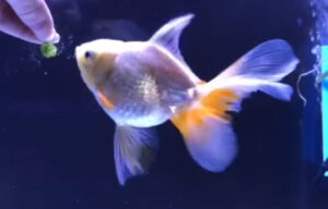 What Do Goldfish Eat? Complete Guide To Feeding Goldfish