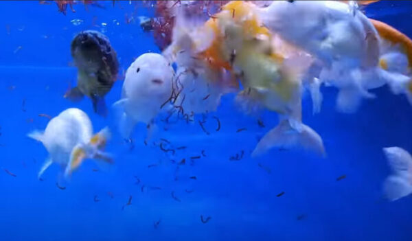 What Do Goldfish Eat? Complete Guide To Feeding Goldfish