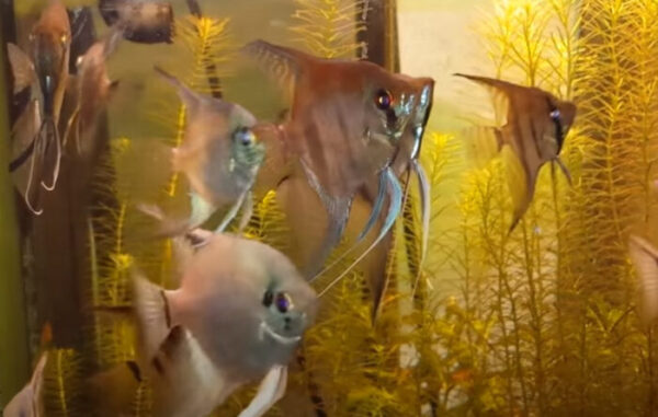 Angelfish Care : A Complete Guide (With Pictures)