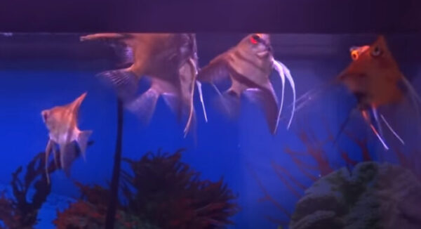 Fin Rot in Angelfish {How To Treat & Prevent}