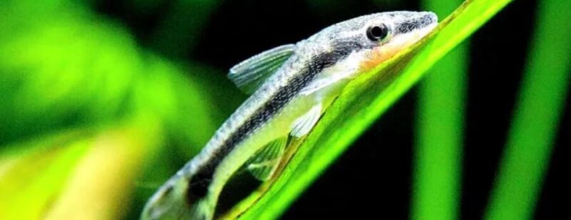 Otocinclus Catfish Care {A Complete Guide With Pictures}