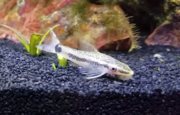 Otocinclus Catfish Care {A Complete Guide With Pictures}