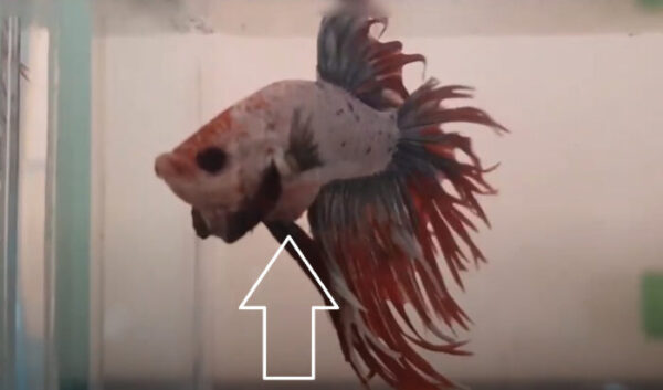 Has My Betta Got Constipation or Dropsy? {Find Out Here}
