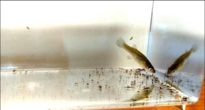 Do Minnows Eat Mosquito Larvae {Good For Them}