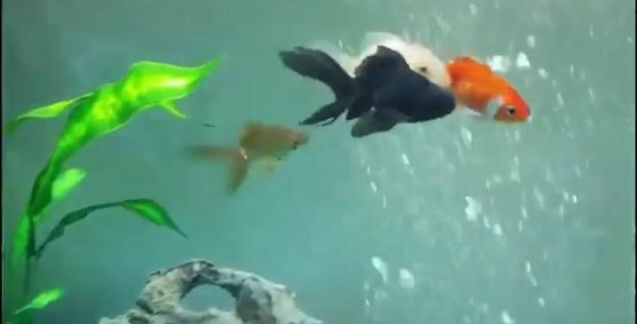 What Are the Smallest Goldfish Breeds? {How Big Do They Get?}