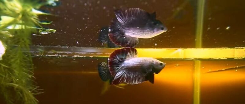 Betta Fish Flaring (Everything You Need to Know Here)