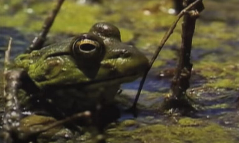 Do Frogs Eat Plants - Plant Ideas