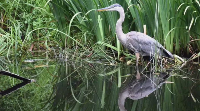 How to Protect Pond Fish from Predators? {8 Proven Methods}
