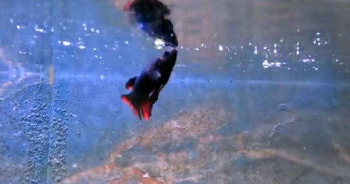 Betta Fish Flaring (Everything You Need to Know Here)