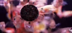 Why is My Fish Bleeding From Gills