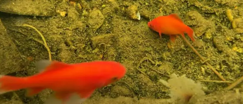 How to Clean Sludge from Bottom of Pond {The Top 4 Methods Explained}