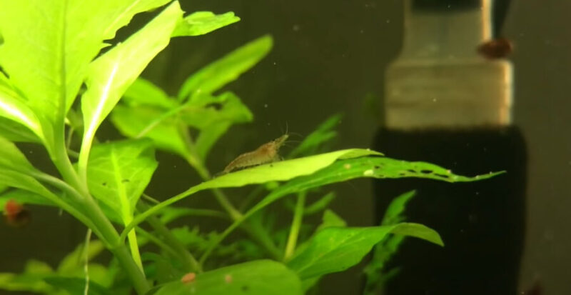 Do Shrimp Eat Algae? {Top 4 Revealed}