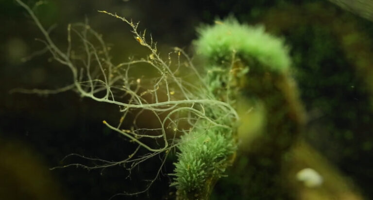 Staghorn Algae In Fish Aquariums (Causes & Treatment)
