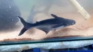 How to Clean Fish Poop from Sand