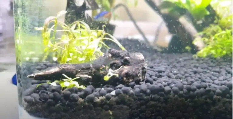 How To Get Rid Of Detritus Worms In Your Aquarium