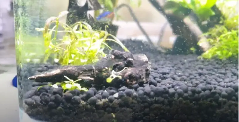 How To Get Rid Of Detritus Worms In Your Aquarium