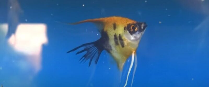 Why Are My Angelfish Dying {Top 5 Common Reasons}