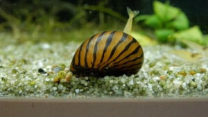 How to Tell If Snail Is Dead or Sleeping