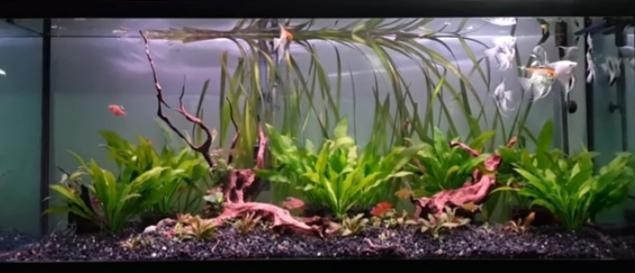 Why Are My Angelfish Dying {Top 5 Common Reasons}