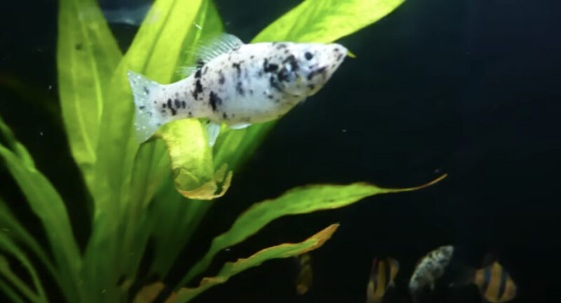 White Spots on My Molly, Is It Molly Ick