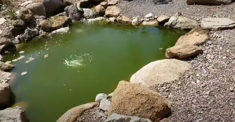 Can Molly Fish Live in an Outdoor Pond? {6 Things You Need To Know}