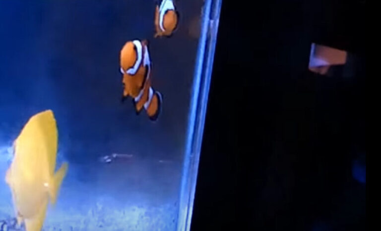 Why are my Clownfish Swimming Vertically? {2 Reasons Here}