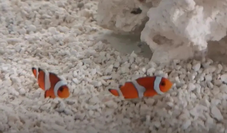 Why Does My Clownfish Kick Up Sand?