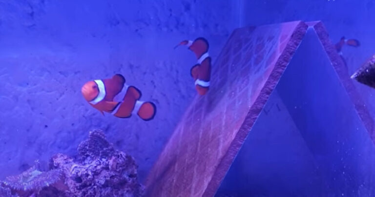 Why Does my Clownfish Bite Me? {Does It Hurt}