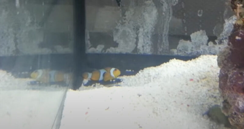 Why is my Clownfish Laying on its Side? {Are They Sick}
