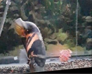 Why Do Oscar Fish Move Gravel And Rocks? {6 Reasons Why They Do This}