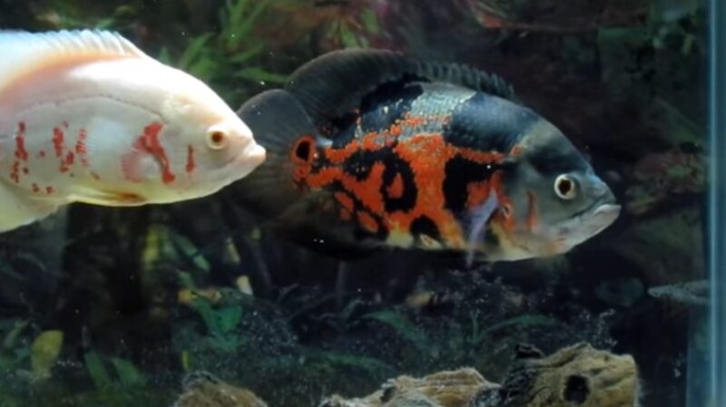 Why Is My Oscar Fish Shaking? {4 Reasons Why Oscars Shake}