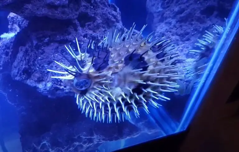 How Does A Puffer Fish Protect Itself? {The Top 4 Ways Explained}