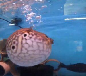 How Does A Puffer Fish Protect Itself? {The Top 4 Ways Explained}